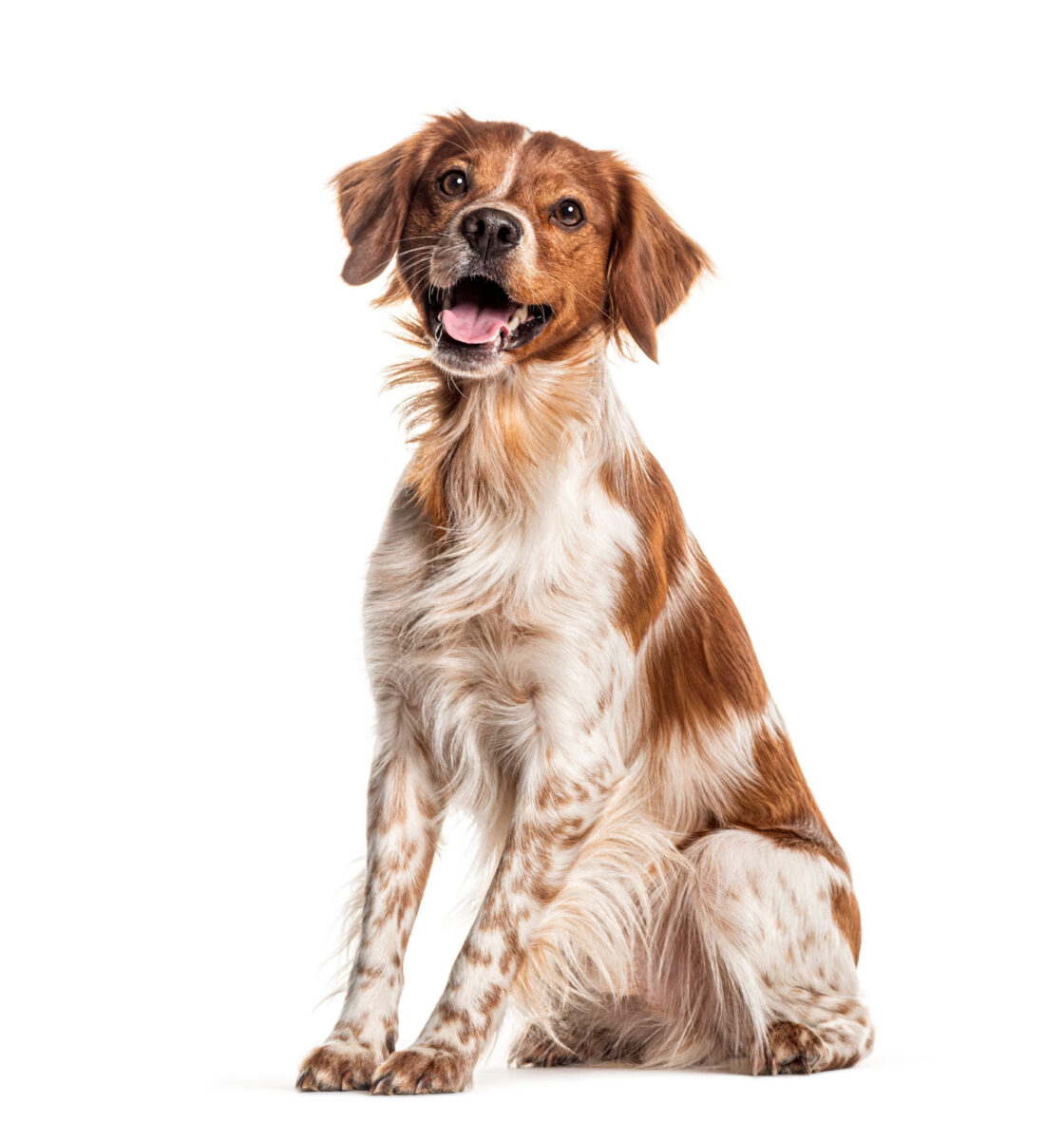 Paws4Wellness - Liverpool Animal Health Center